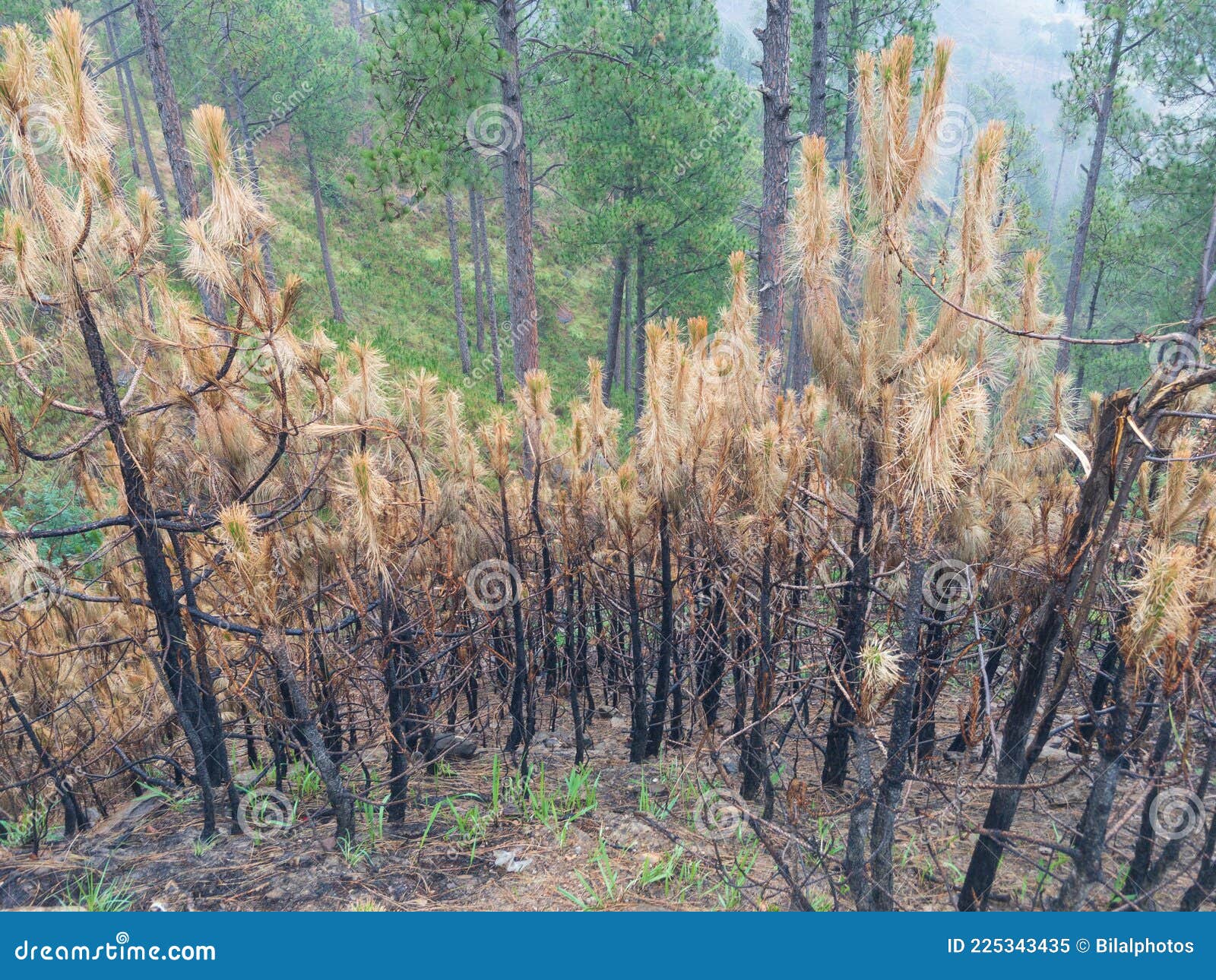 Wildfire Burnt Pine Trees in the Forest Stock Image - Image of ...