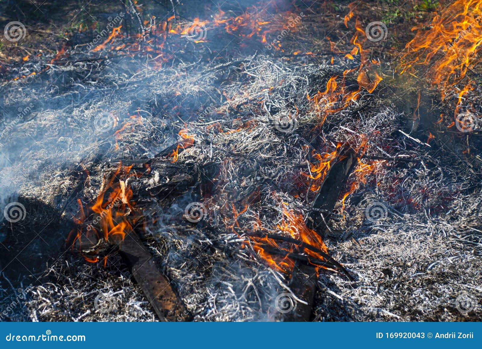Wildfire. the Disaster Brings Regular Damage To Nature. Dead Forest ...