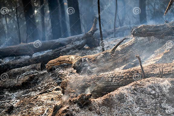 After Wildfire Disaster Caused by Humans Stock Photo - Image of damage ...
