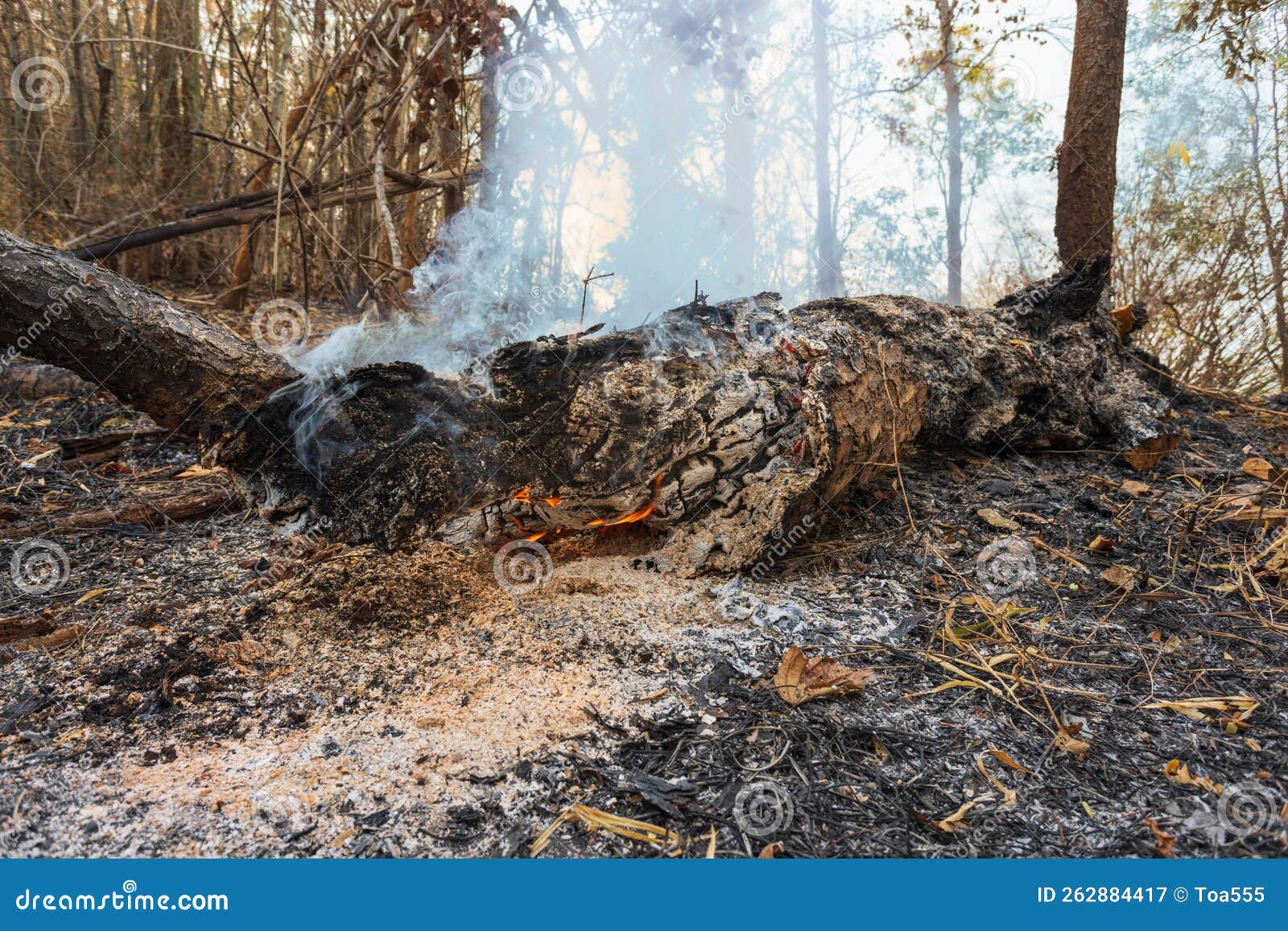 After Wildfire Disaster Caused by Humans Stock Image - Image of ...