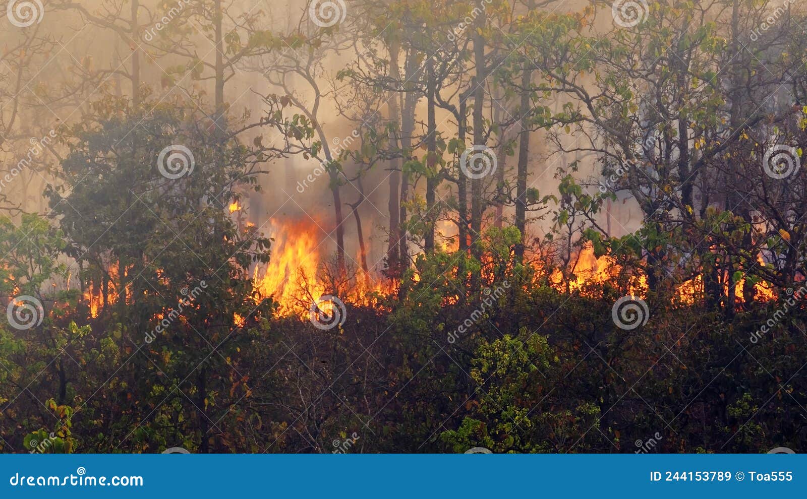 Wildfire Disaster in Tropical Forest Stock Image - Image of caused ...