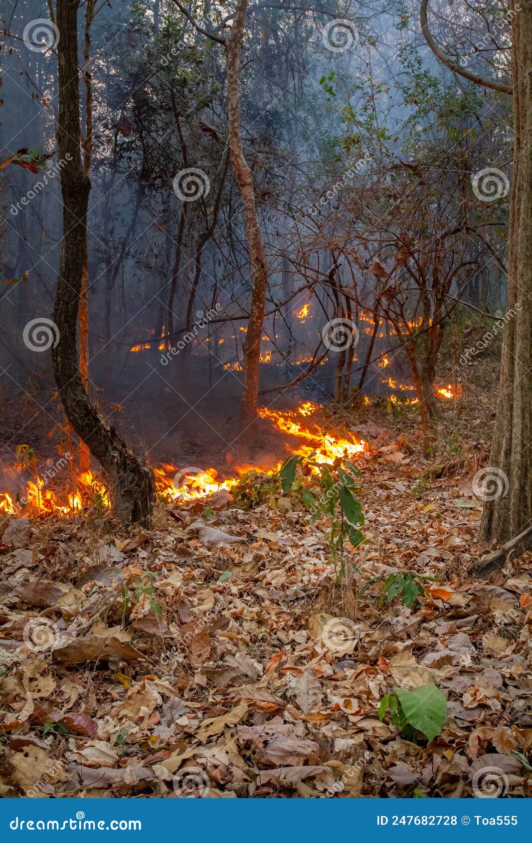 Wildfire Disaster in Tropical Forest Caused by Human Stock Photo ...