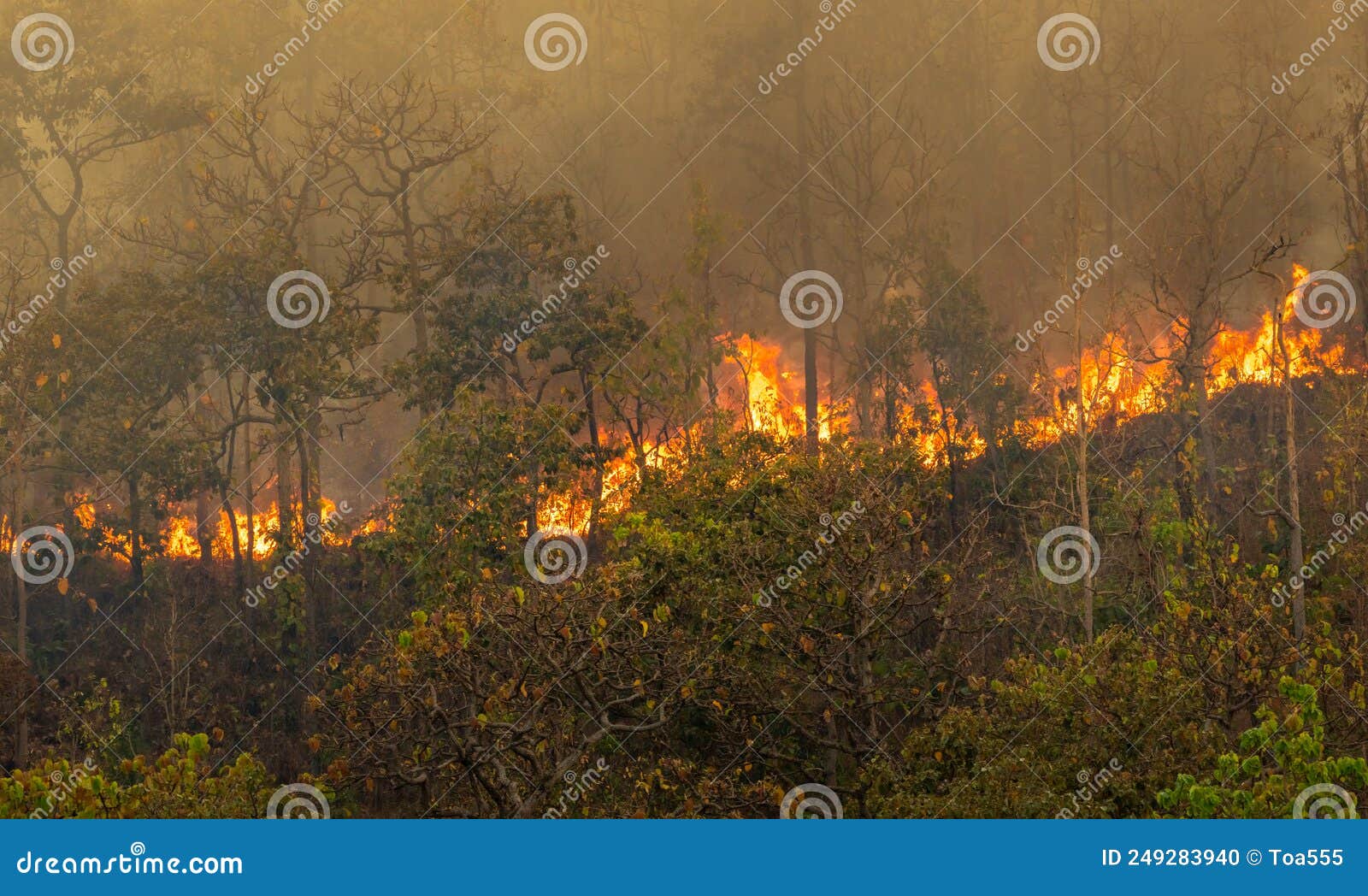 Wildfire Disaster in Tropical Forest Caused by Human Stock Photo ...