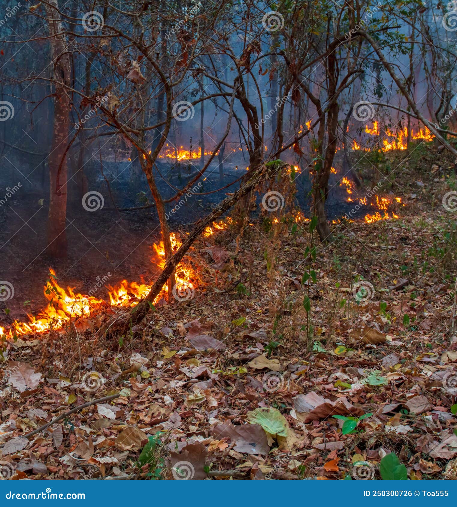Wildfire Disaster in Tropical Forest Caused by Human Stock Photo ...