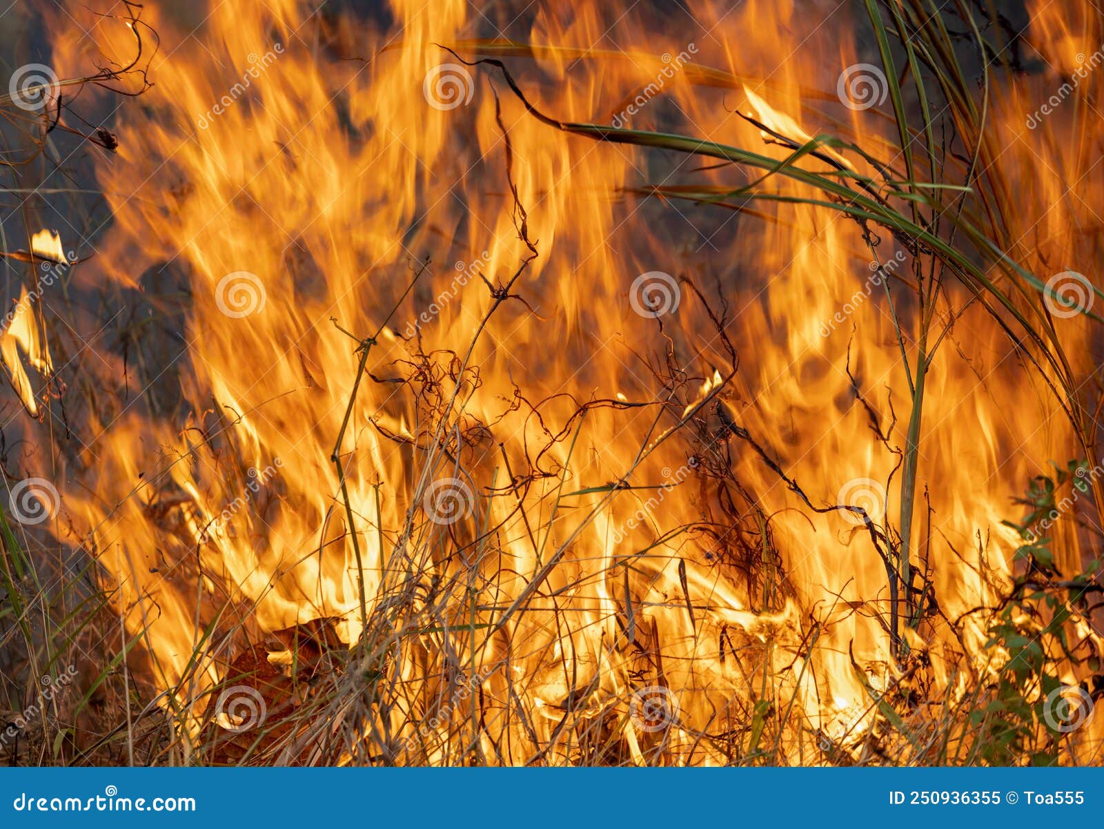 Wildfire Disaster in Tropical Forest Caused by Human Stock Image ...