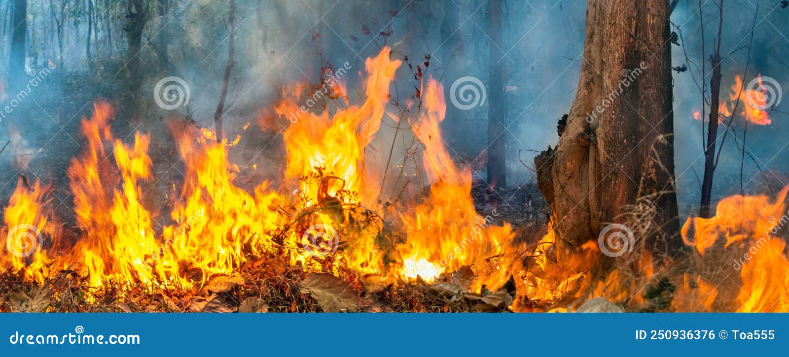 Wildfire Disaster in Tropical Forest Caused by Human Stock Photo ...