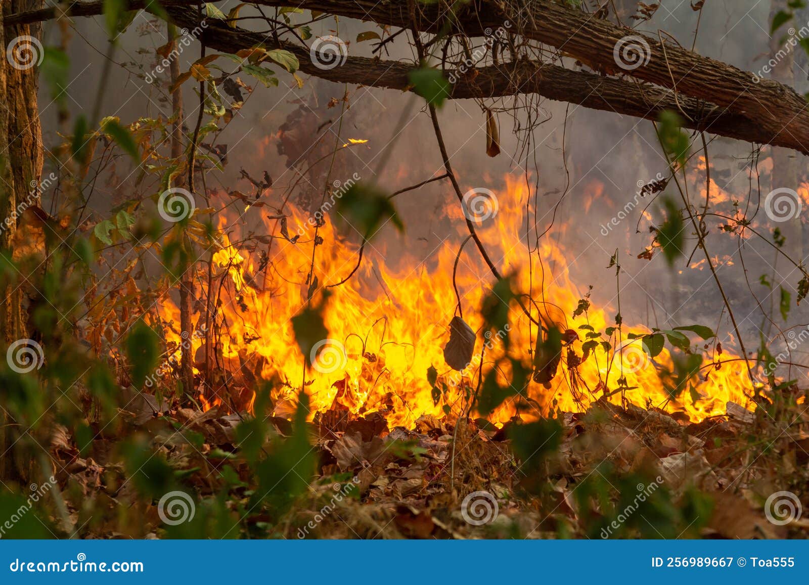 Wildfire Disaster in Tropical Forest Caused by Human Stock Image ...