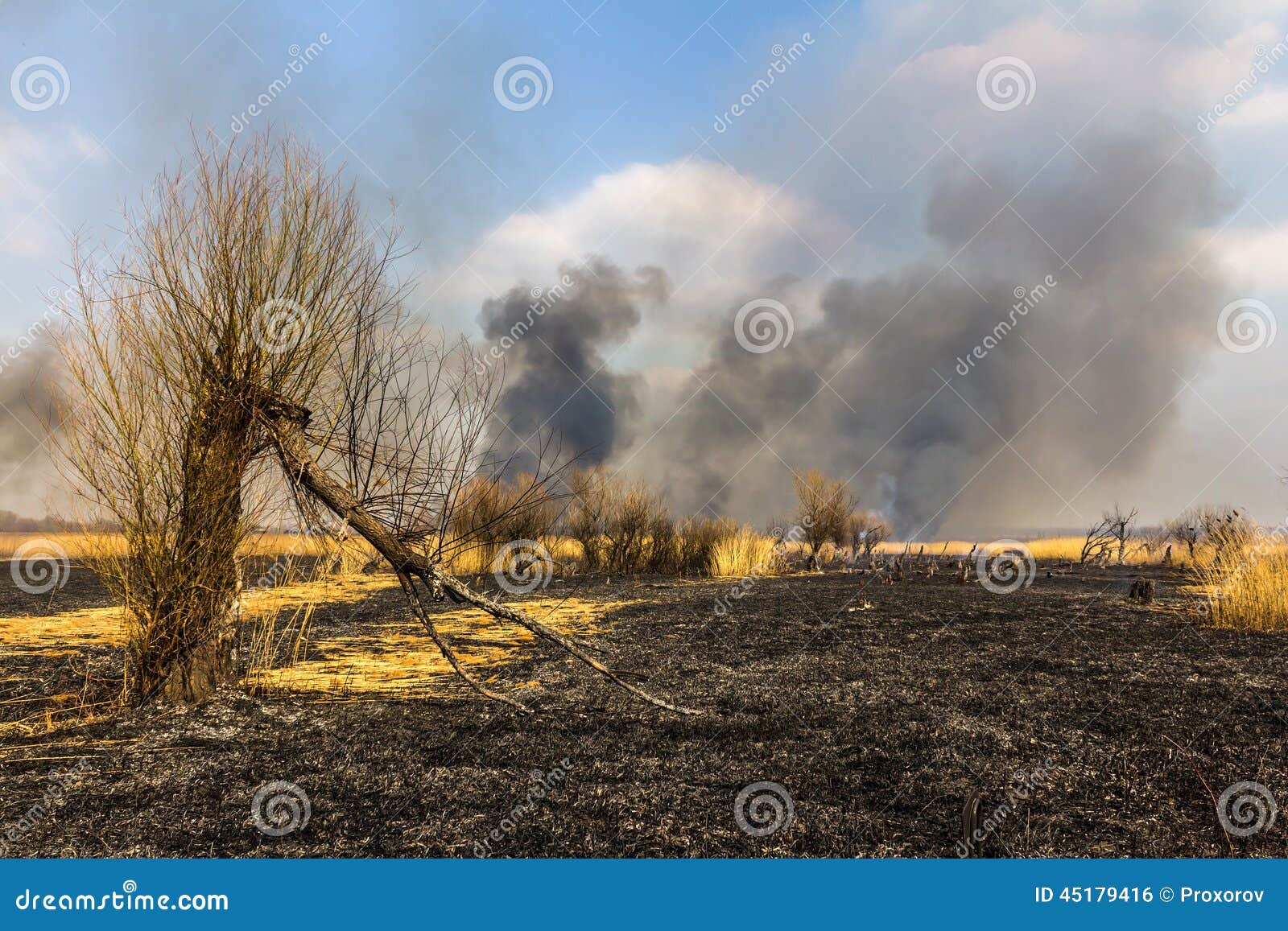 Wildfire in the Field with Burned Dry Grass and Burned Tree Stock Photo ...