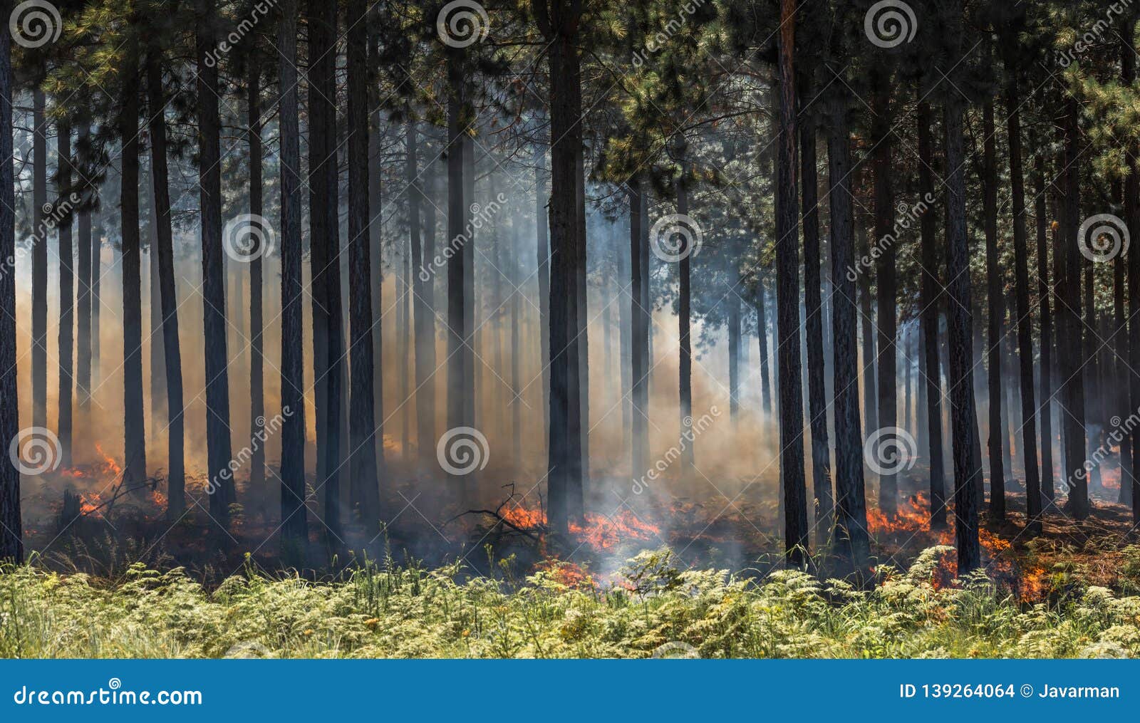 Wildfire, fire in a forest stock photo. Image of environment - 139264064