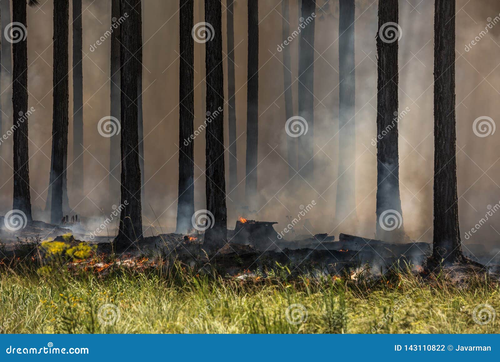 Wildfire, fire in a forest stock photo. Image of blaze - 143110822