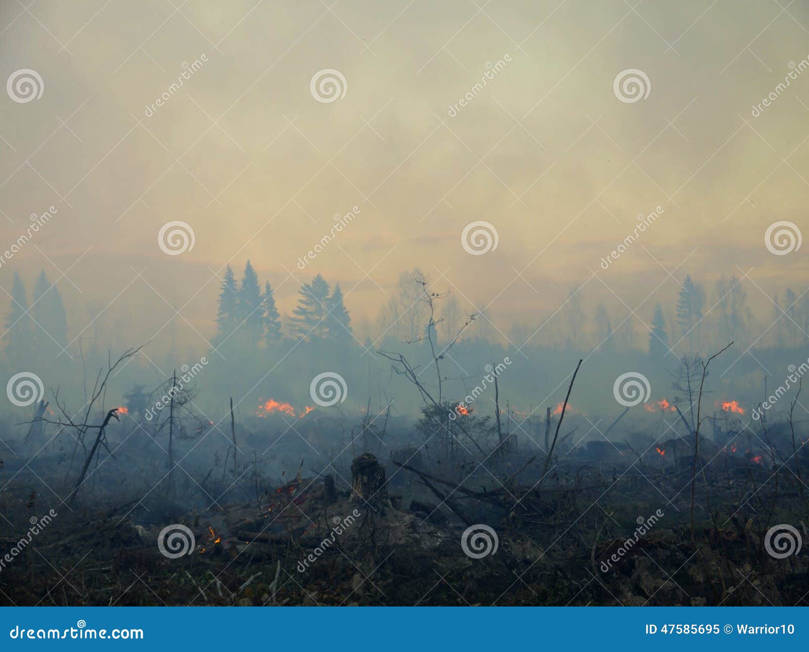 Wildfire stock image. Image of forest, natural, trees - 47585695