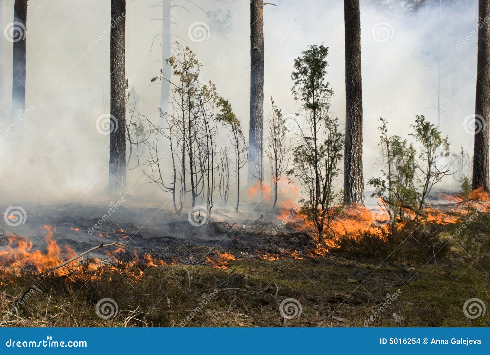 Wildfire in the forest stock photo. Image of burning, pine - 5016254