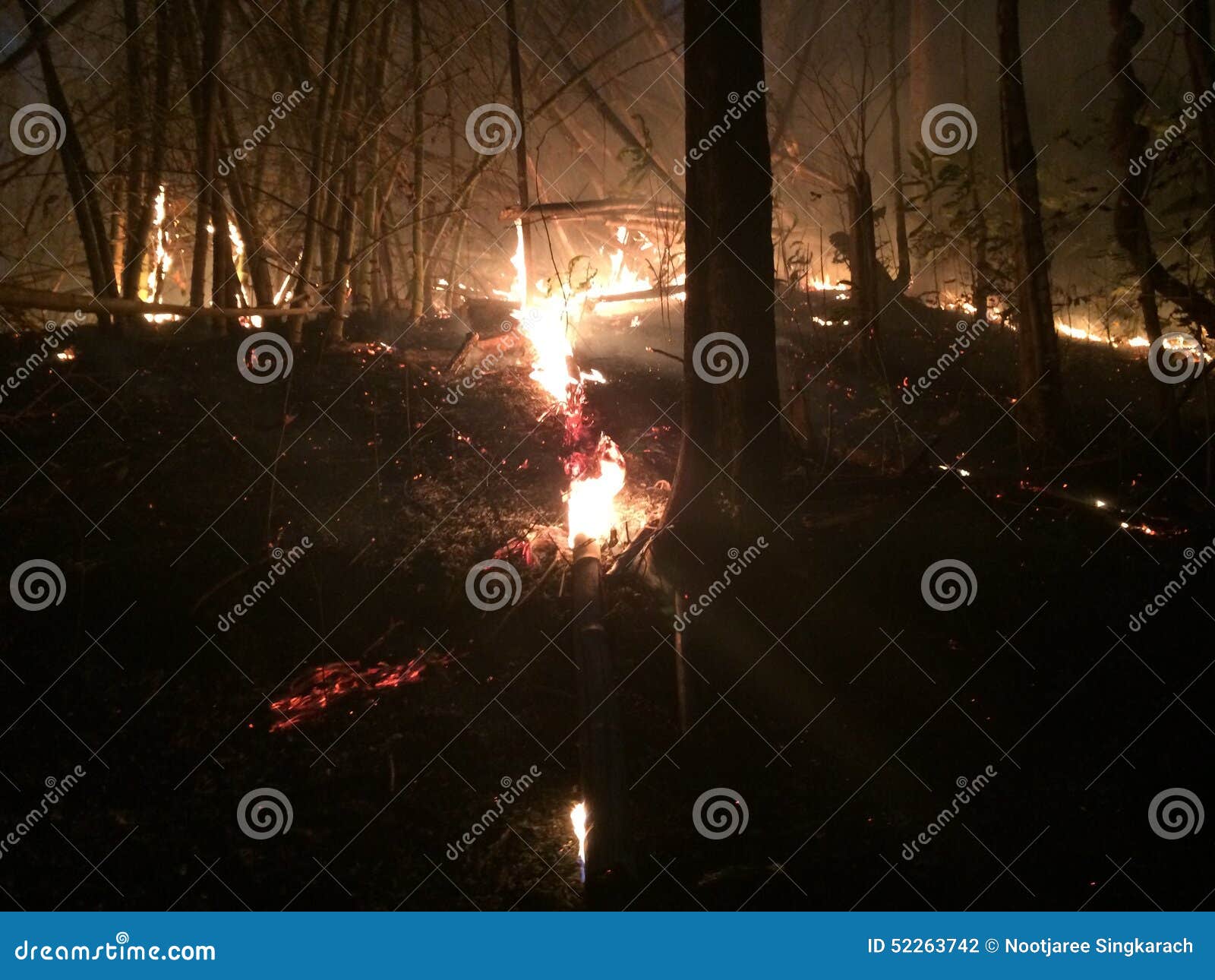 The Forest Burns In The Winter. Fire In The Forest. The Ignition Of ...