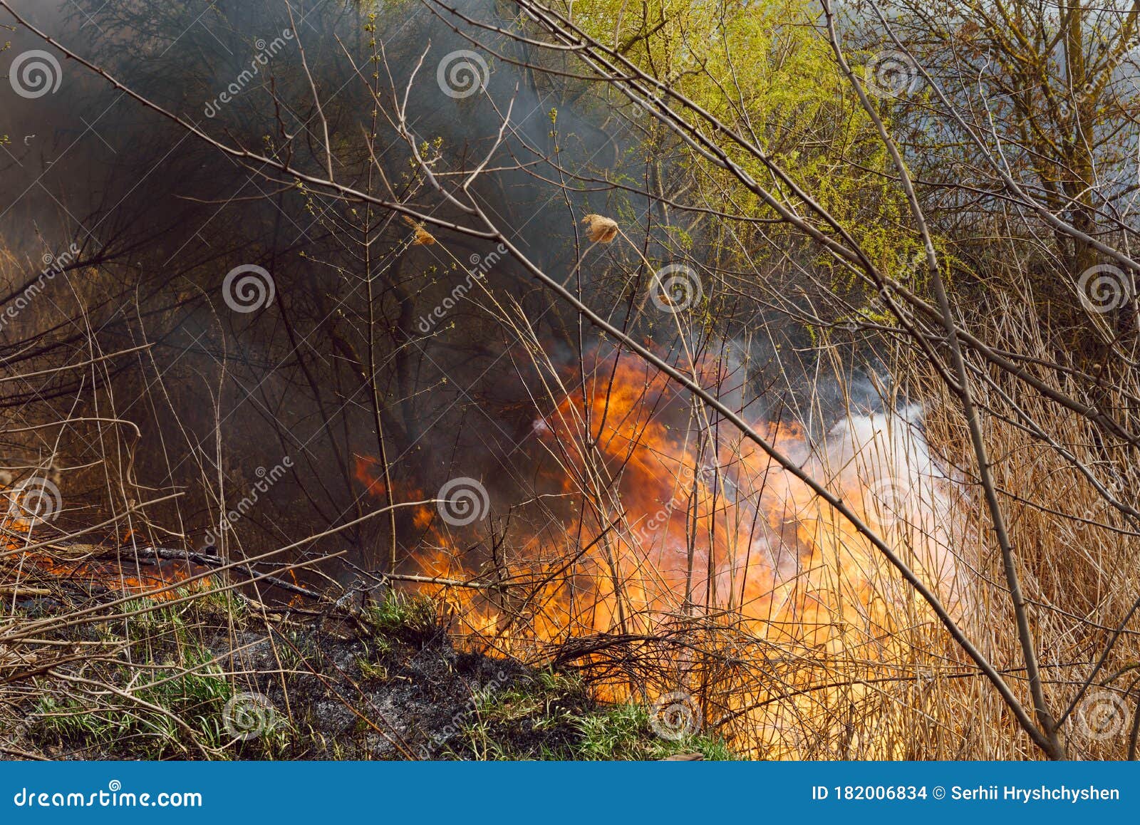 Wildfire, Forest Fire, Burning Forest, Field Fire Stock Photo - Image ...