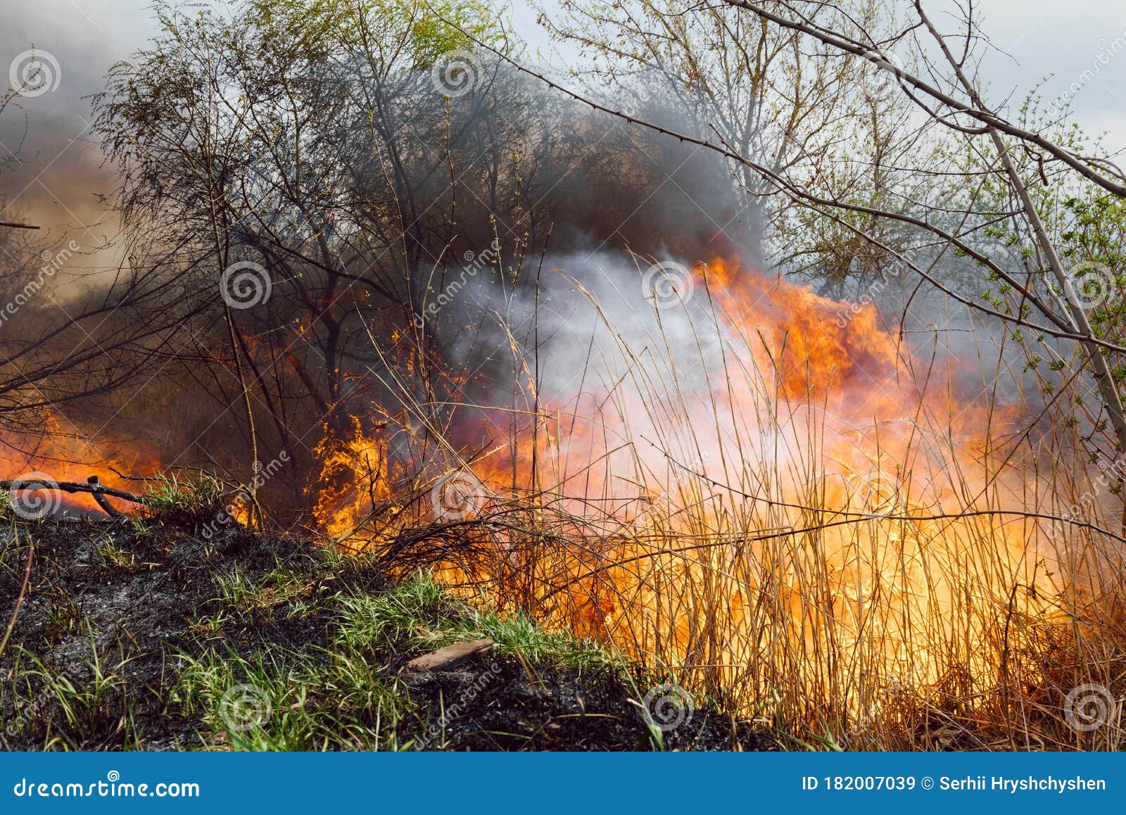 Wildfire, Forest Fire, Burning Forest, Field Fire Stock Image - Image ...