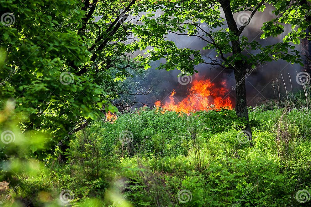 Wildfire in oak forest stock photo. Image of rural, heat - 55625384