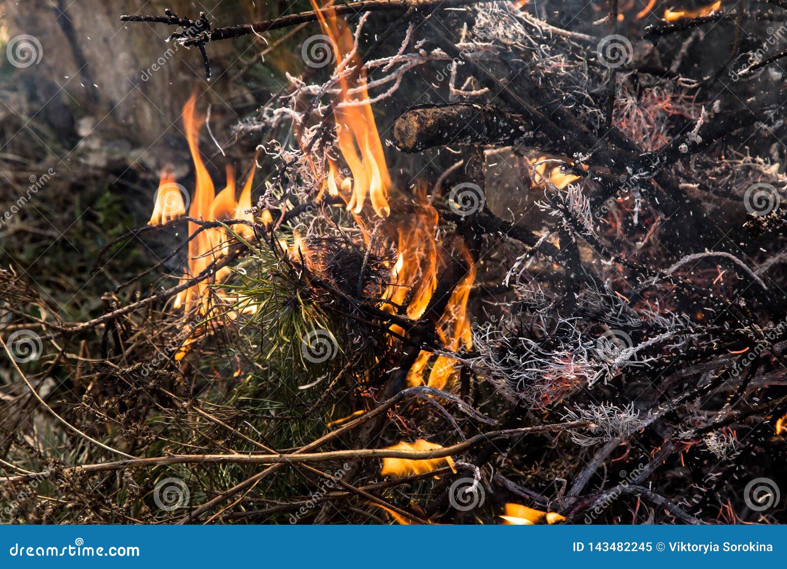 Summer Dangerous Forest Fire Stock Image - Image of destruction ...