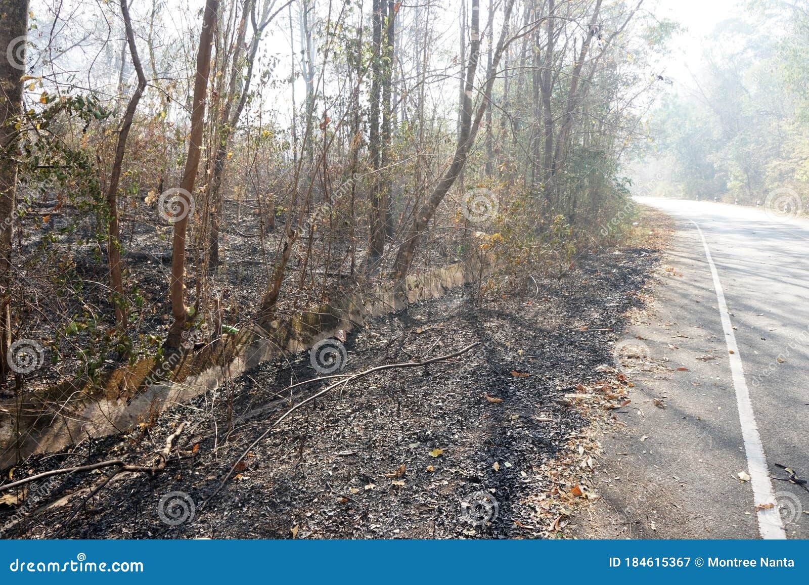 Forest Fires on the Side of the Road, Disasters that Occurred in the ...