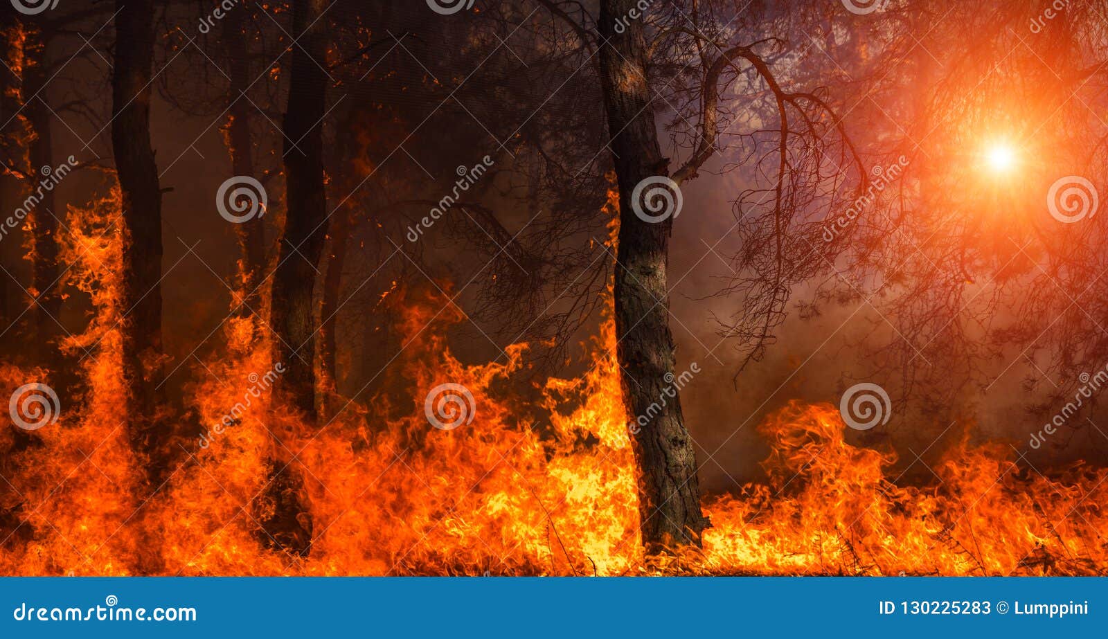 Wildfire at Sunset, Burning Pine Forest . Stock Image - Image of ...