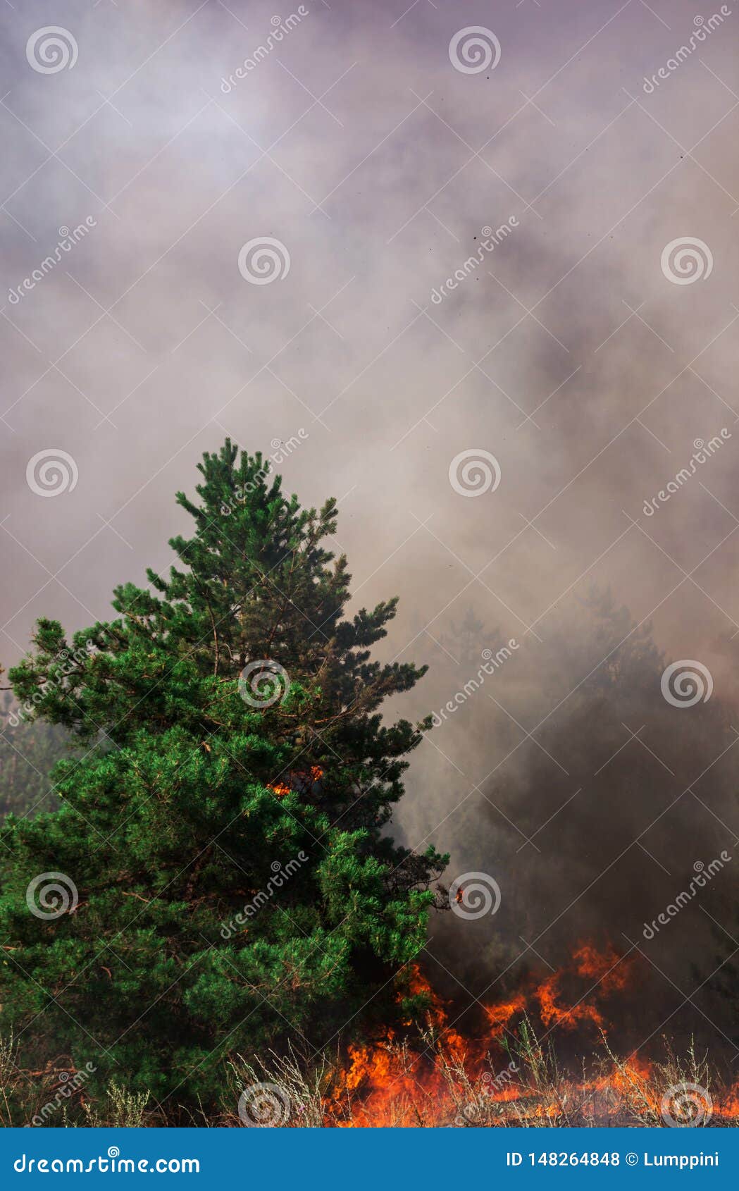 Wildfire at Sunset, Burning Pine Forest Stock Photo - Image of engine ...