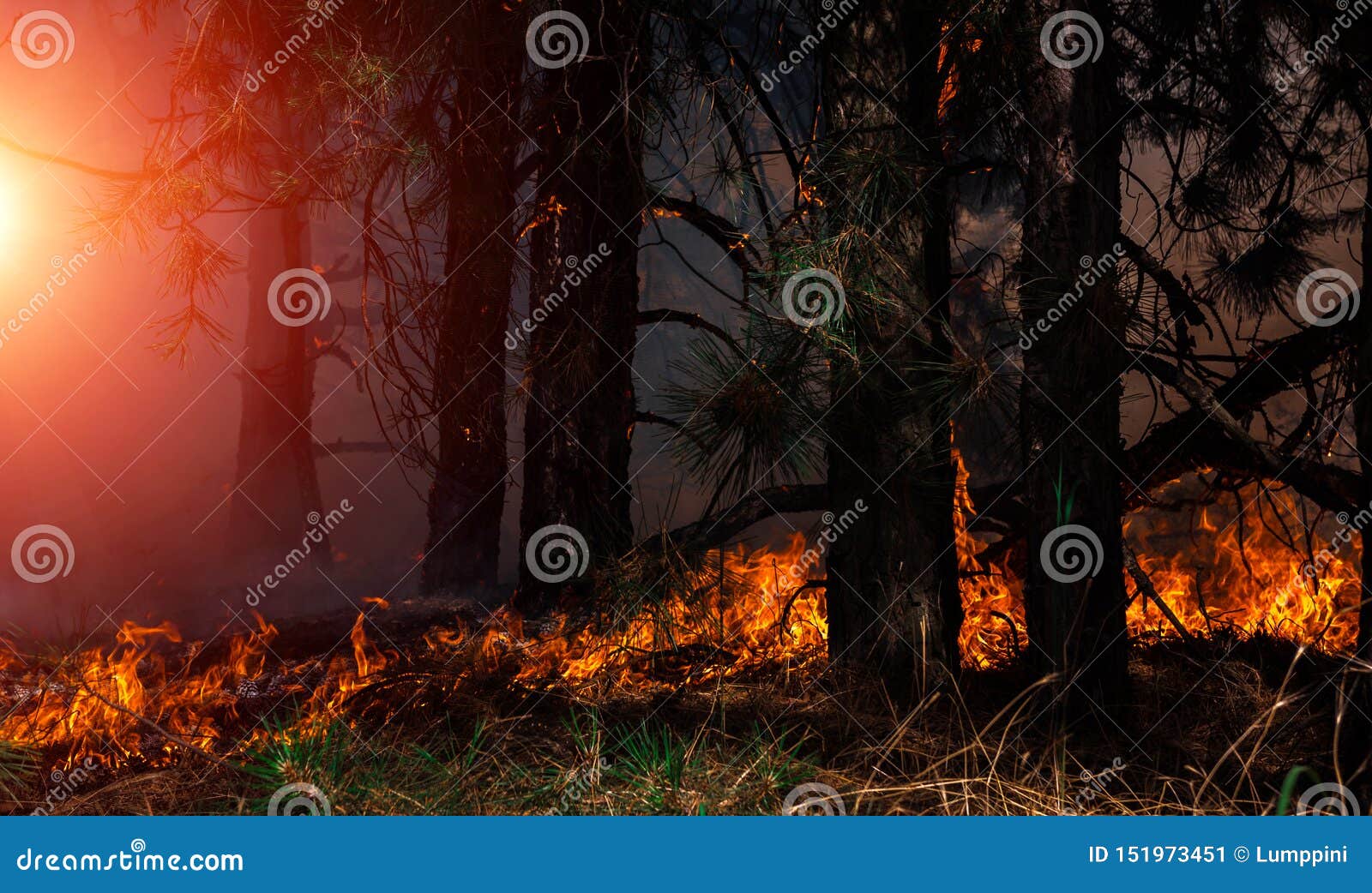 Wildfire at Sunset, Burning Pine Forest Stock Image - Image of ground ...