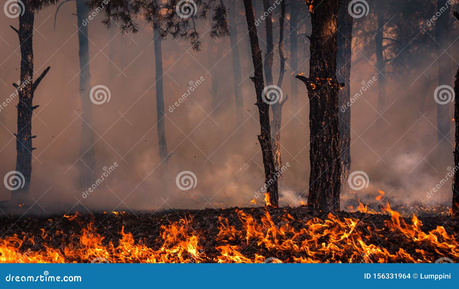 Wildfire at Sunset, Burning Pine Forest Stock Photo - Image of ignite ...