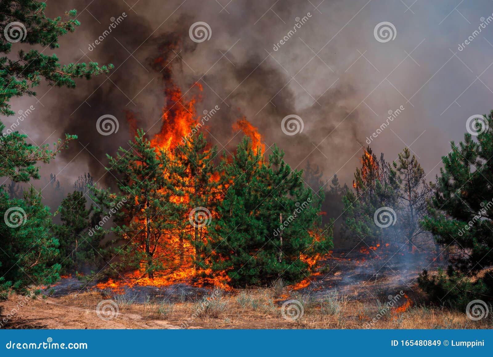 Wildfire at Sunset, Burning Pine Forest Stock Image - Image of disaster ...