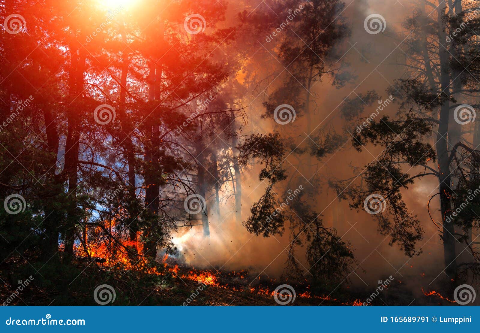 Wildfire at Sunset, Burning Pine Forest Stock Image - Image of nature ...