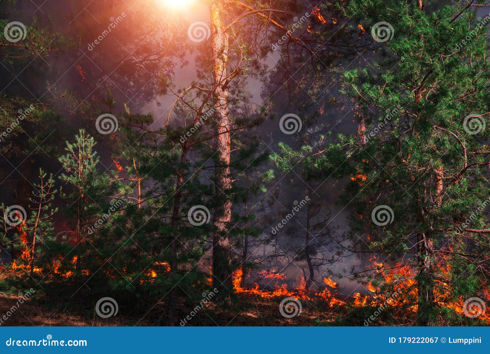 Wildfire at Sunset, Burning Pine Forest Stock Image - Image of ...