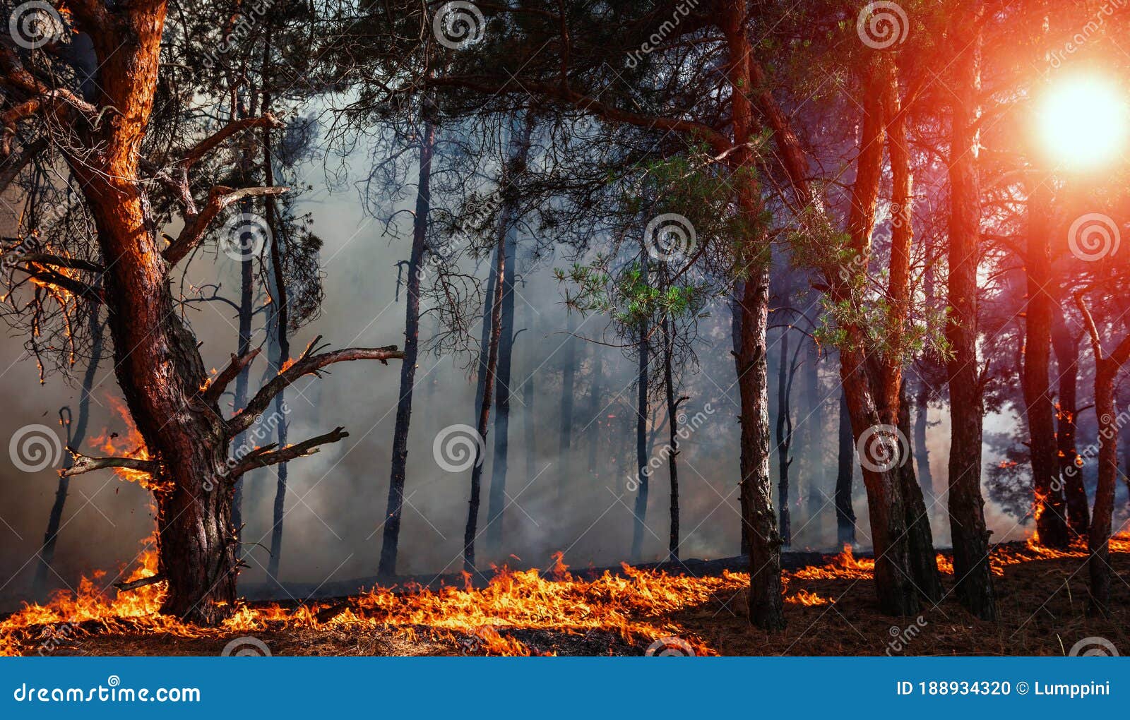 Wildfire at Sunset, Burning Pine Forest Stock Photo - Image of disaster ...