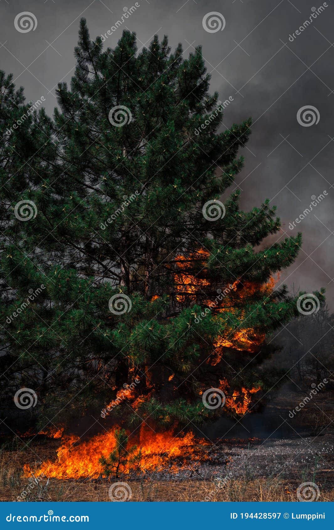 Wildfire at Sunset, Burning Pine Forest Stock Image - Image of climate ...