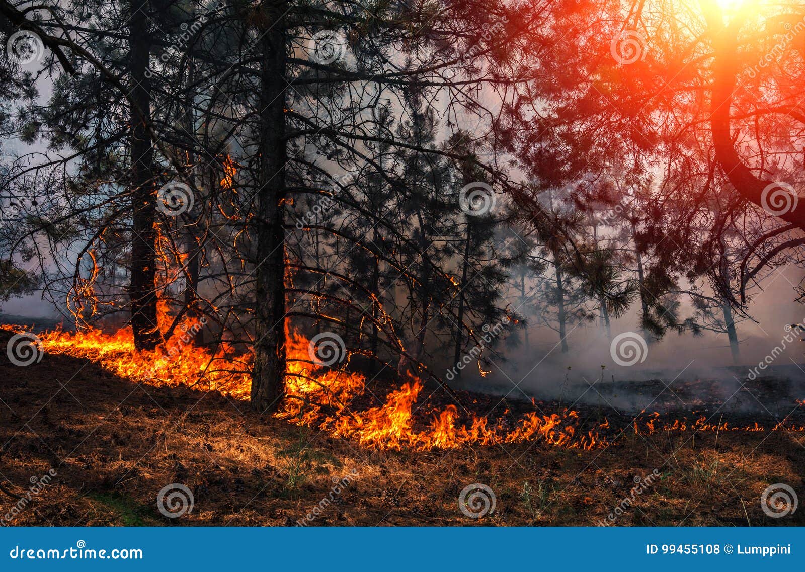 Wildfire at Sunset, Burning Pine Forest . Stock Photo - Image of change ...