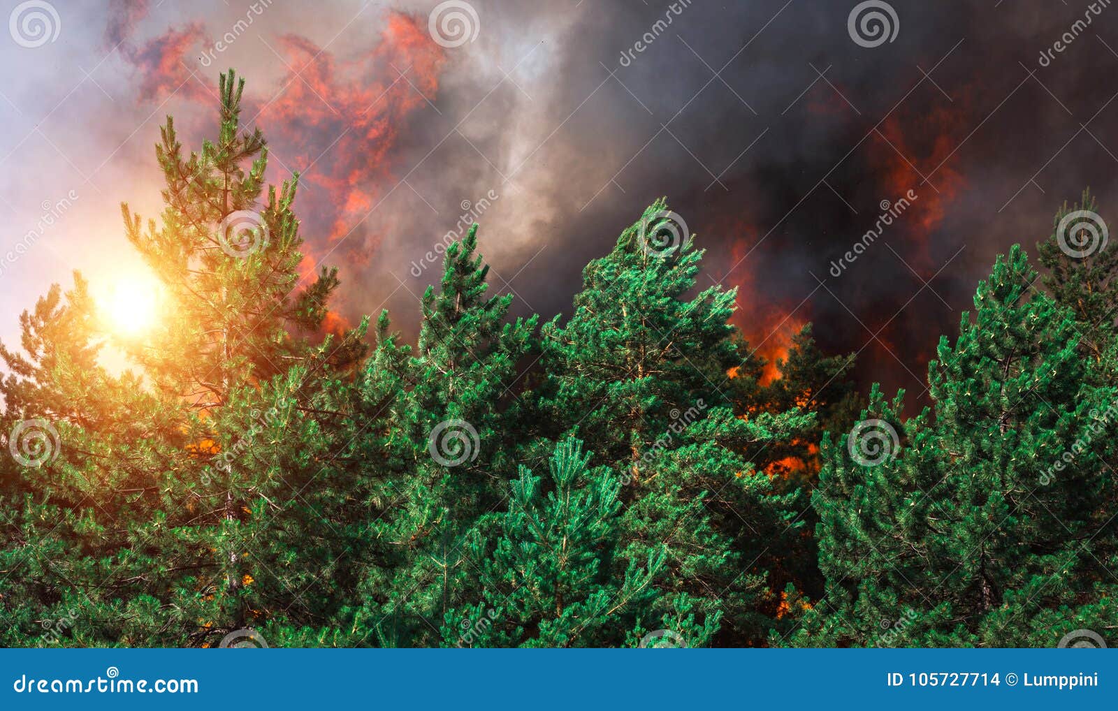 Wildfire at Sunset, Burning Pine Forest . Stock Photo - Image of danger ...