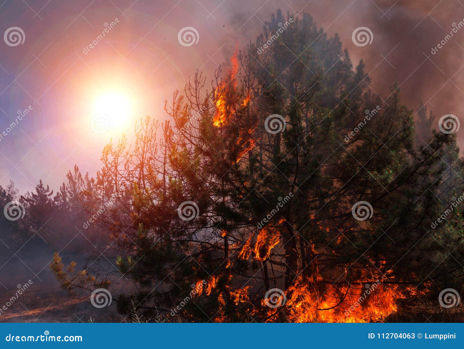 Wildfire at Sunset, Burning Pine Forest . Stock Image - Image of burn ...