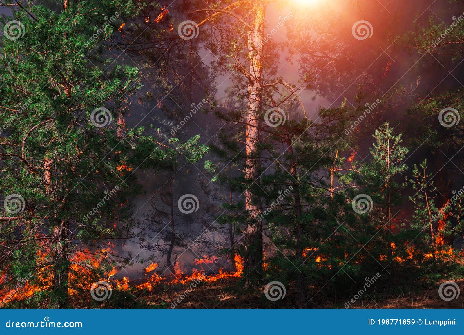 Wildfire at Sunset, Burning Pine Forest Stock Image - Image of smoke ...