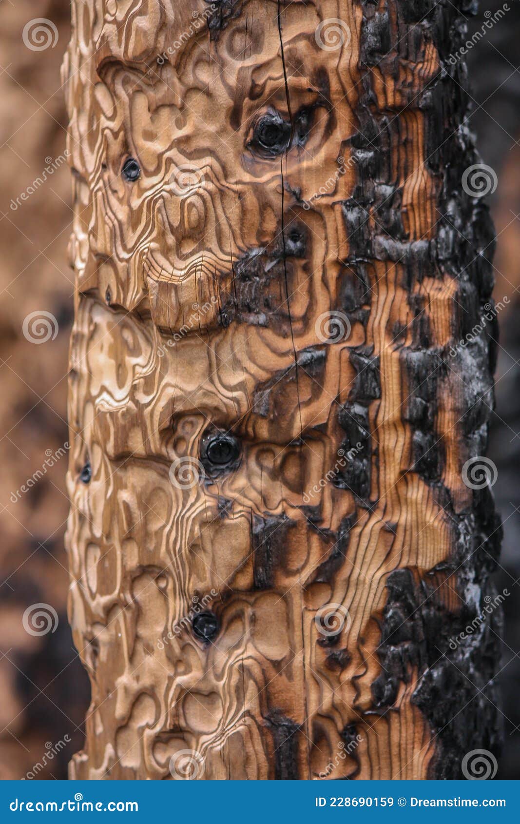 Wildfire tree stock image. Image of fire, scar, wildfire - 228690159