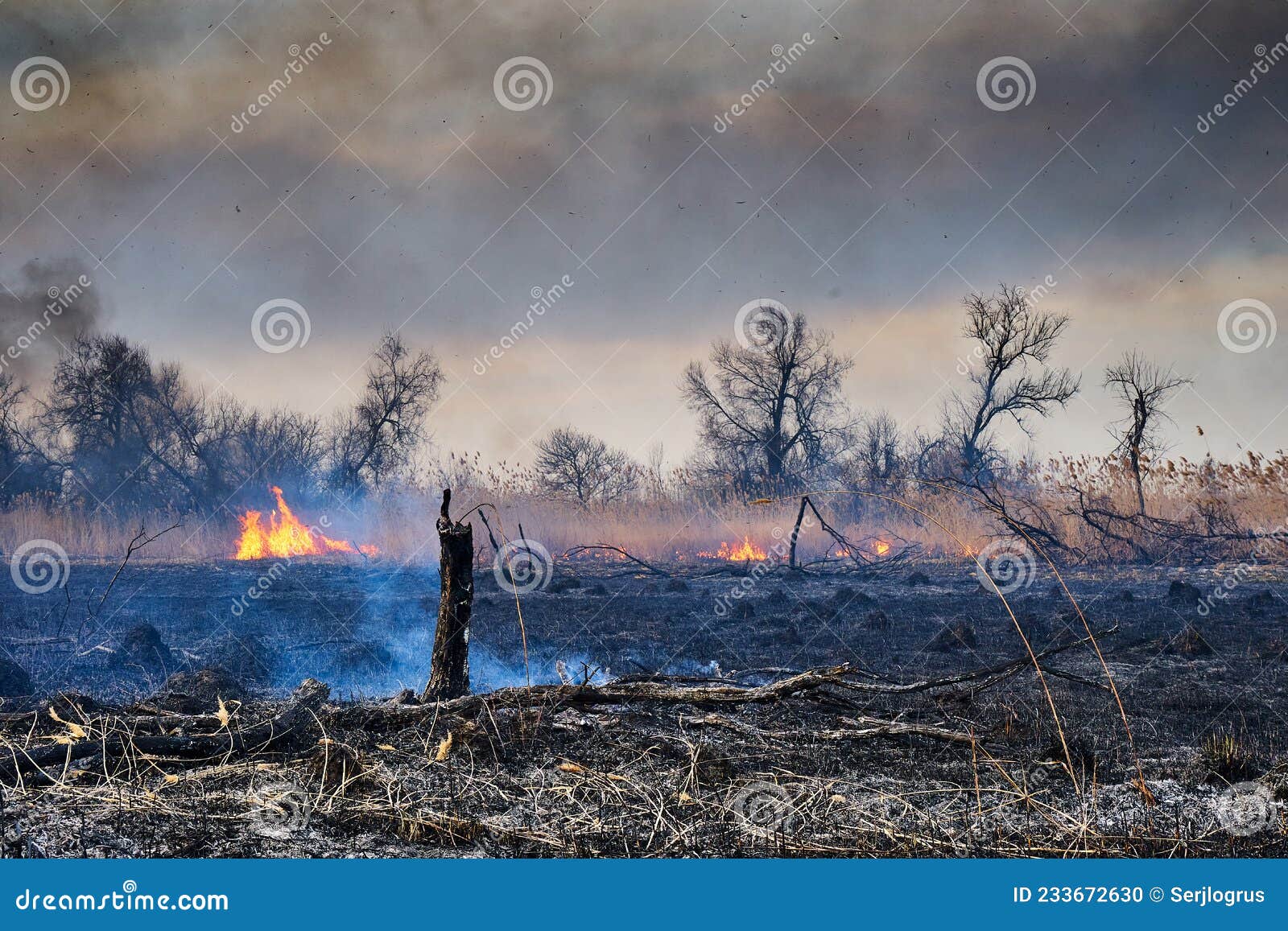 Wildfires. Burning estuary stock photo. Image of hazard - 233672630