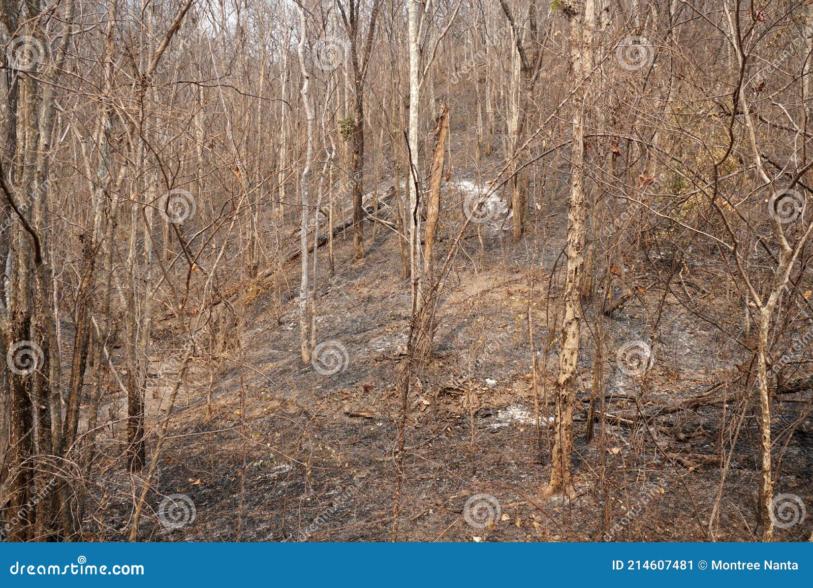 Traces of a Forest Fire Where the Trees Were Burned in the Dry Air ...