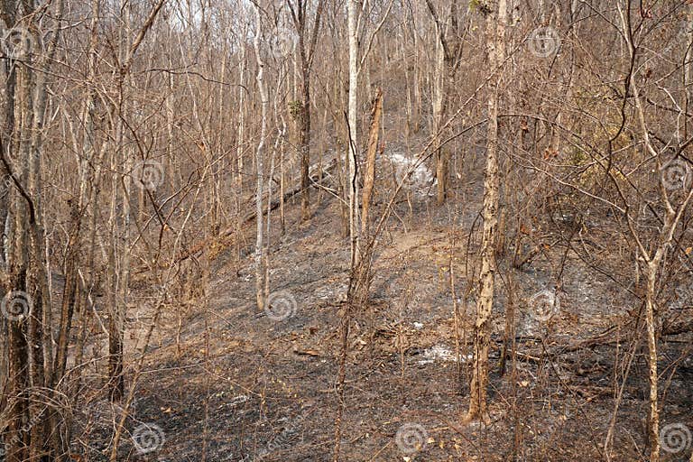 Traces of a Forest Fire Where the Trees Were Burned in the Dry Air ...