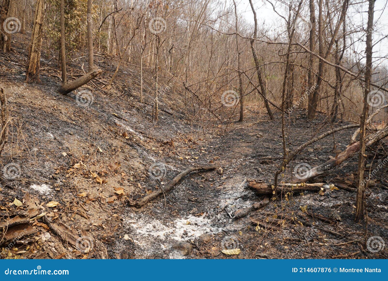 Traces of a Forest Fire Where the Trees Were Burned in the Dry Air ...
