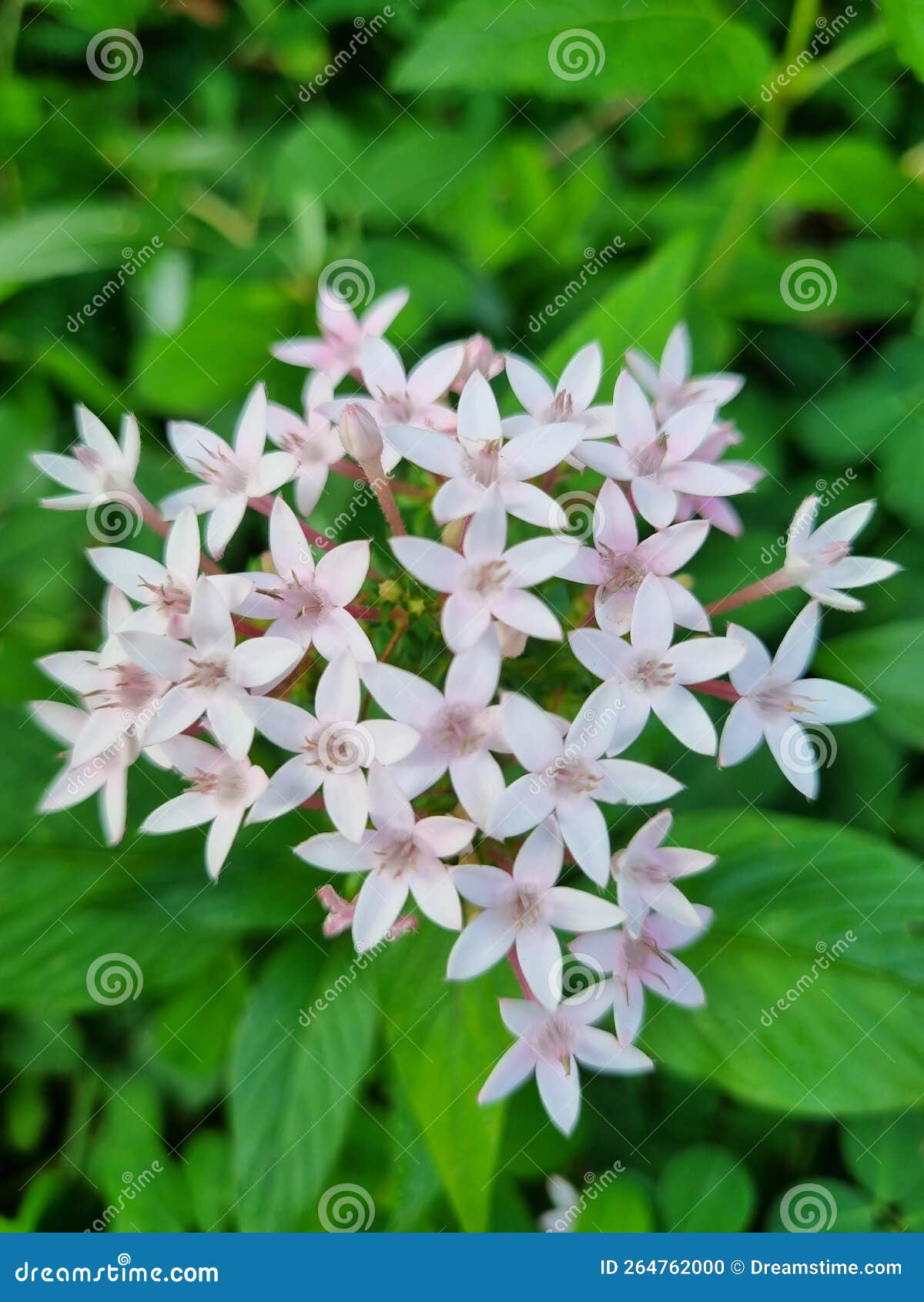 Wildflow stock photo. Image of garden, petal, wildflow - 264762000