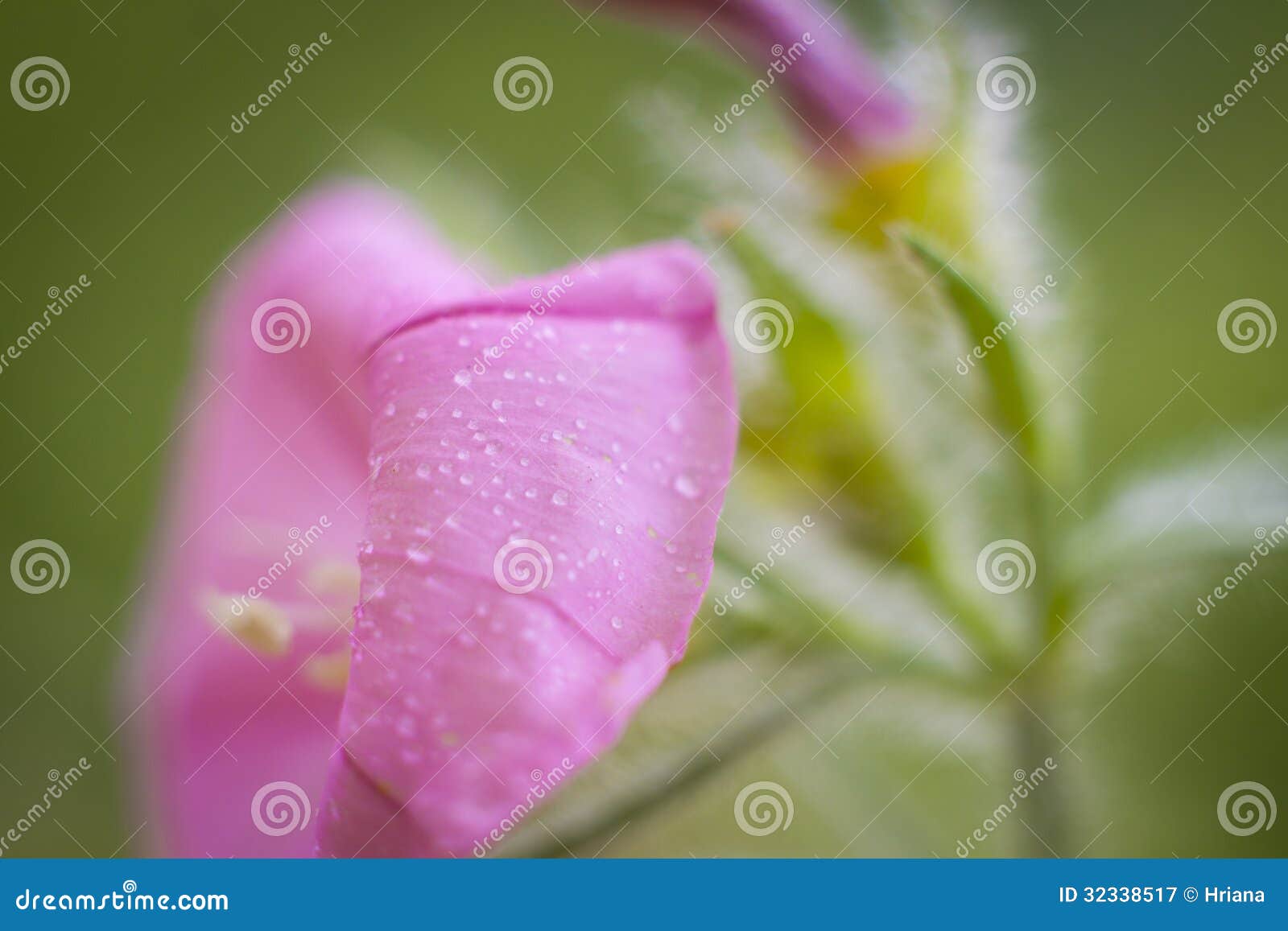 Wildflower background stock image. Image of pink, detail - 32338517