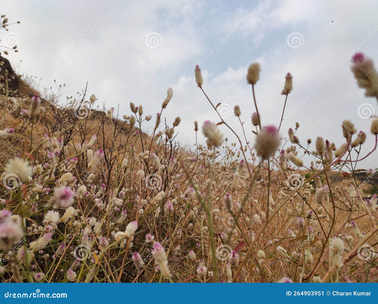 Wildflower Blooms in Mountain Fields Close-up Background Stock Image ...