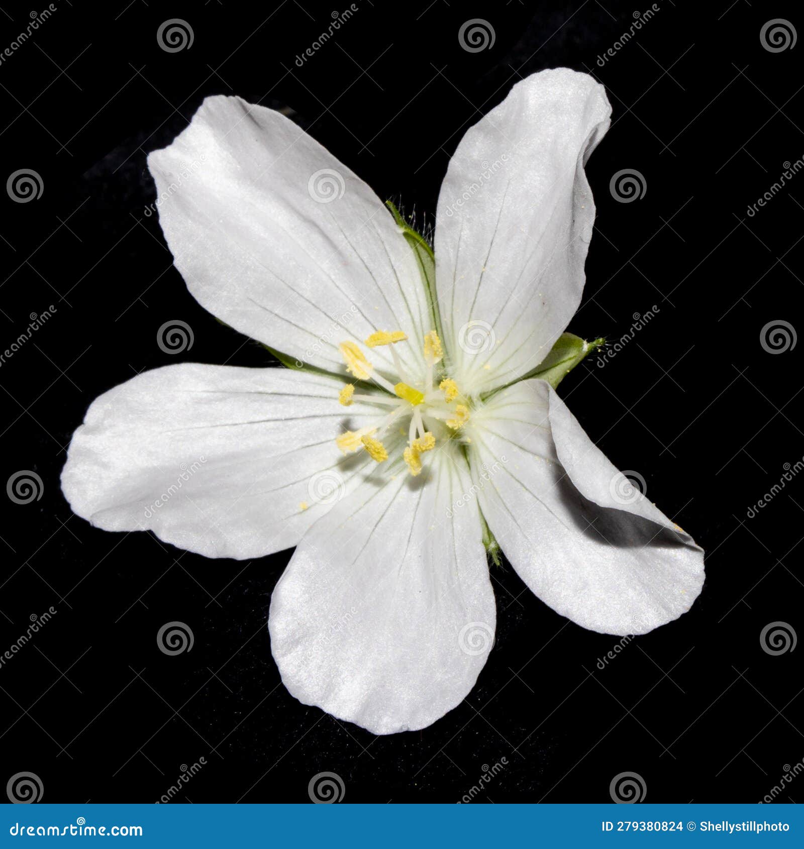 Wildflower Blossom White Flower Close Up Stock Photo - Image of white ...