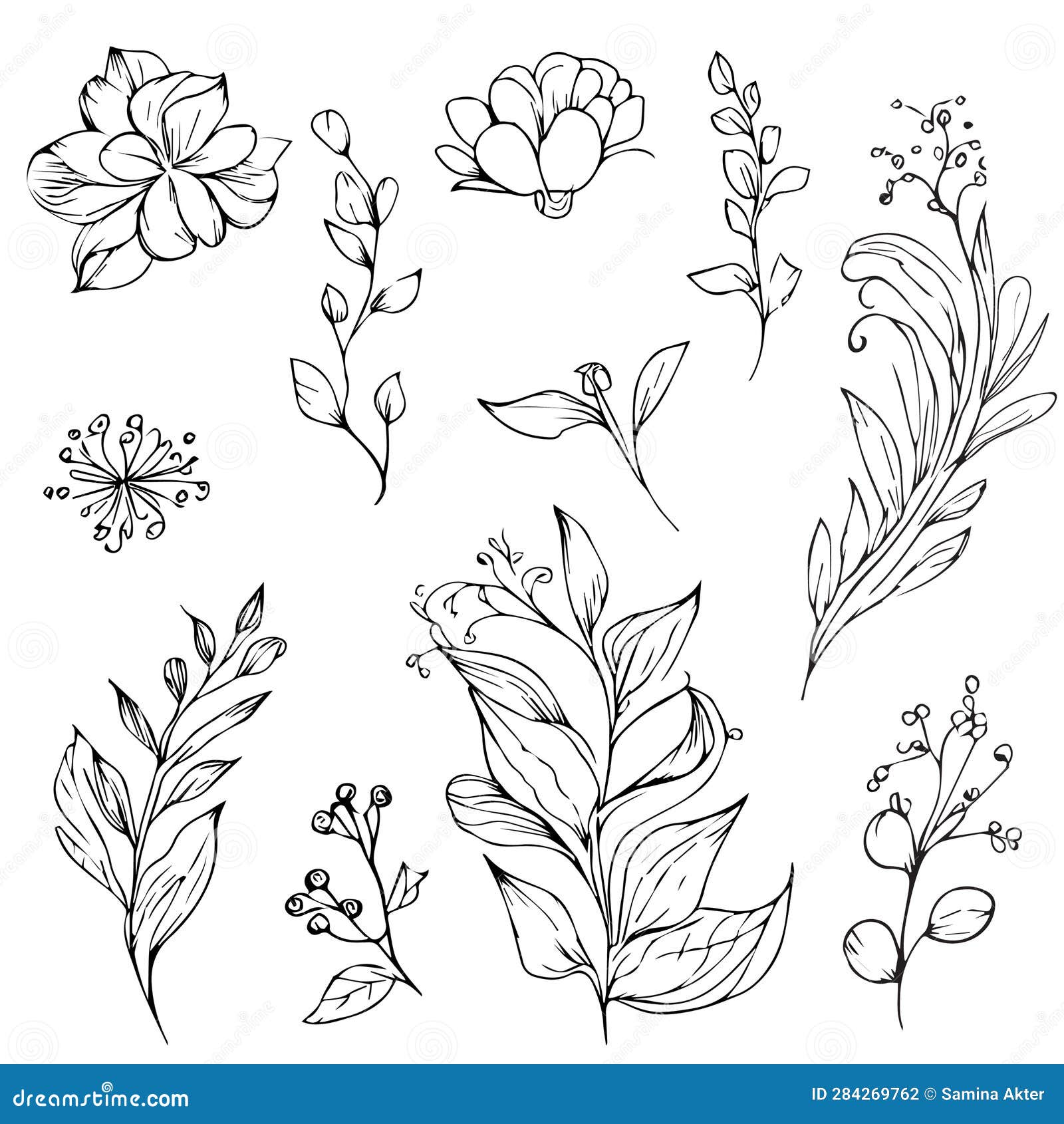 Botanical Line Drawing Online Buy | www.pinnaxis.com Botanical Line Drawing Online Buy | www.pinnaxis.com