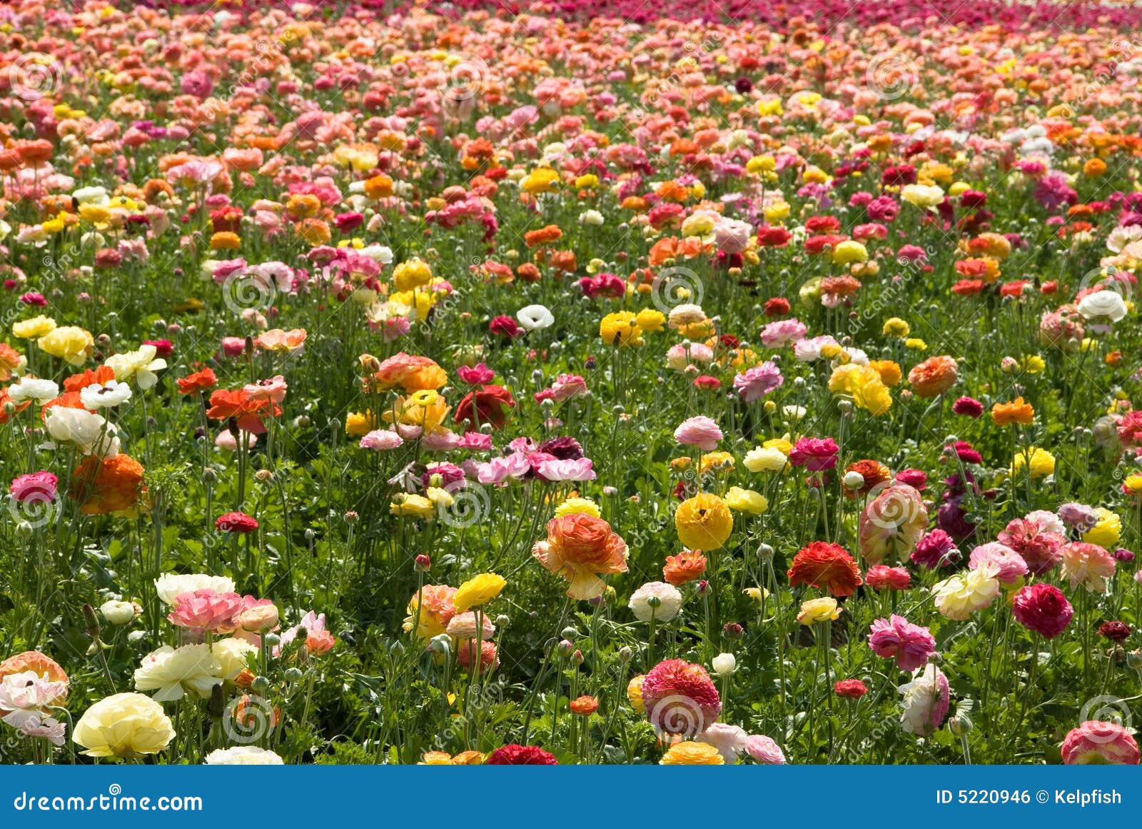 Wildflower field stock photo. Image of pink, nature, harvesting - 5220946