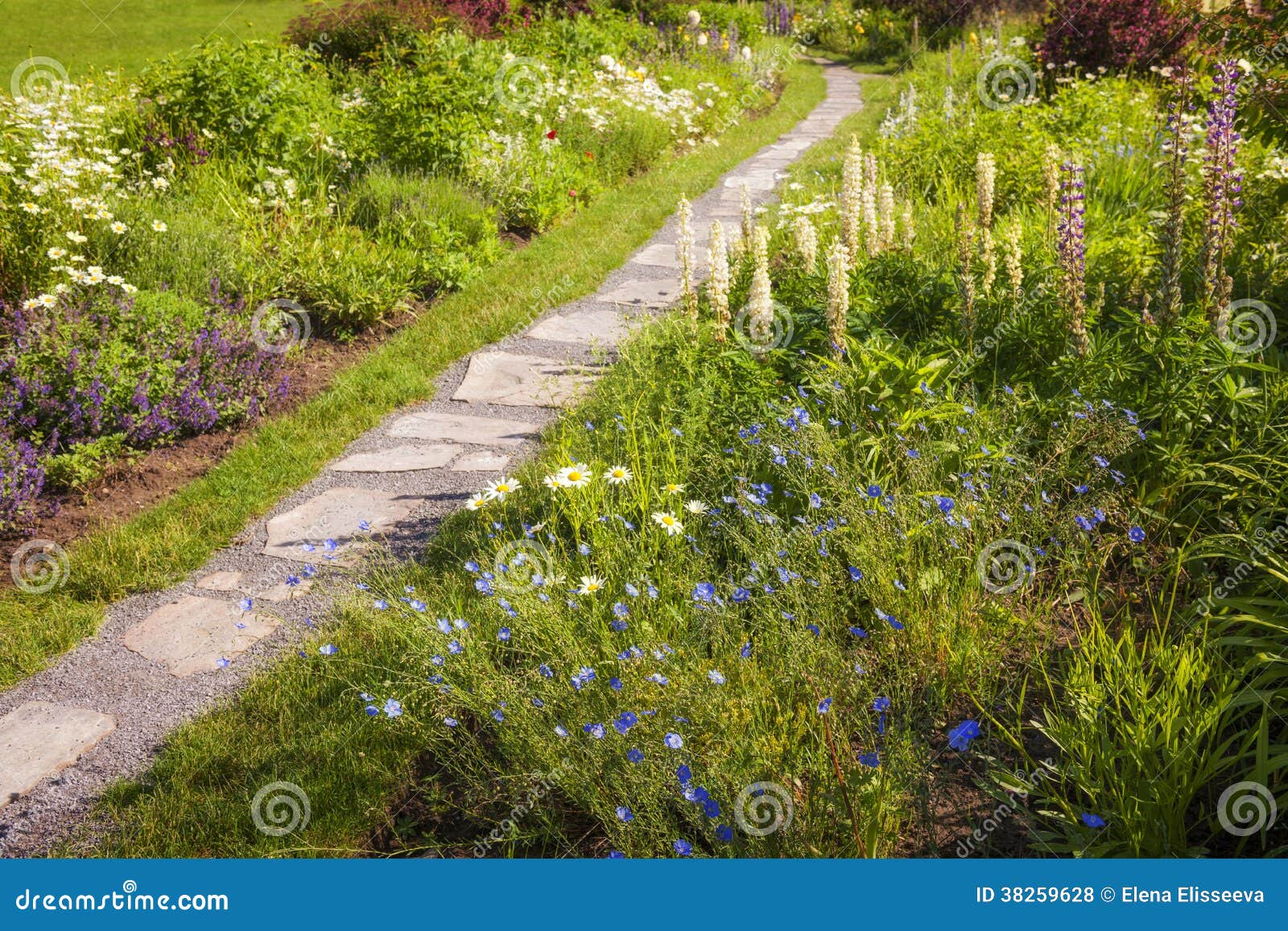 Wildflower garden and path stock photo. Image of backyard - 38259628