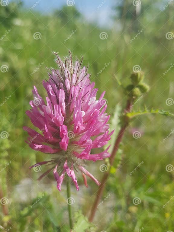Wildflower growing stock image. Image of wild, field - 299517901