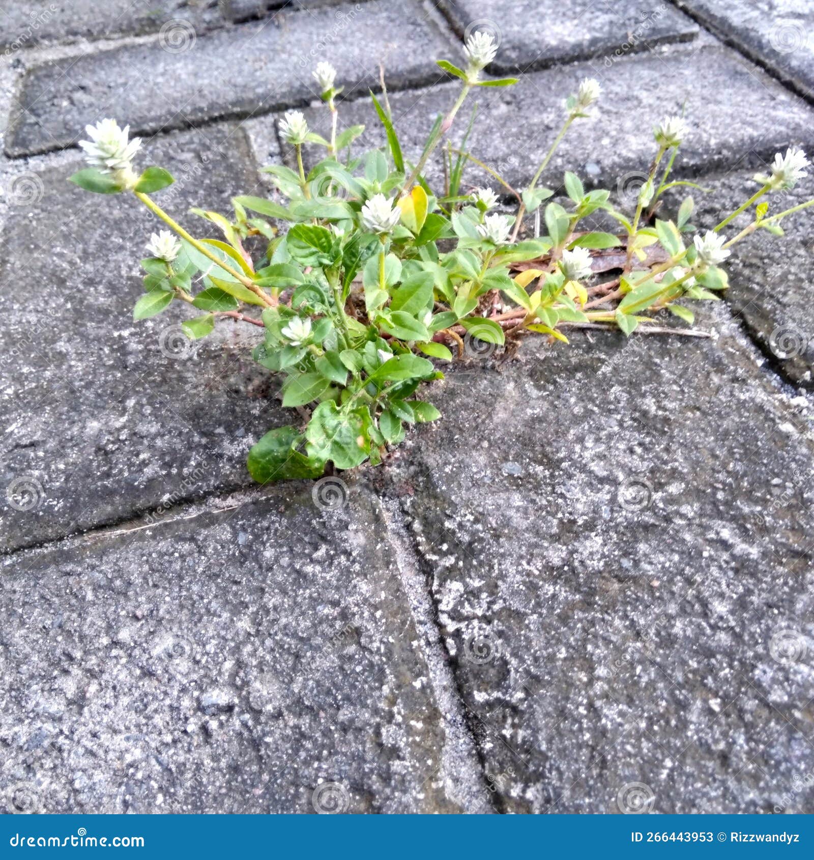 Wildflower Growth on the Bricks Stock Image - Image of shrub, walkway ...