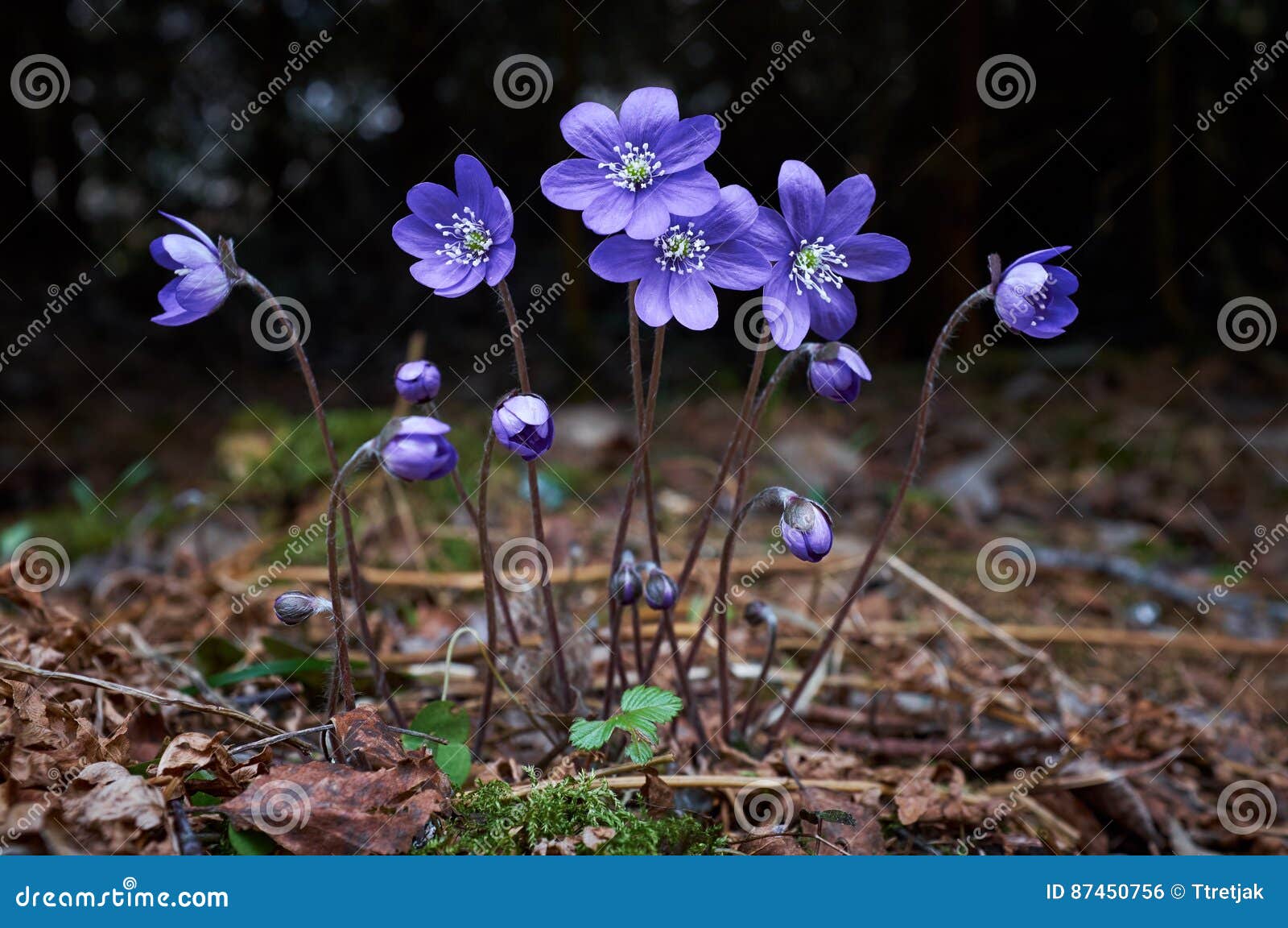 Wildflower Hepatica Growing in the Forest in the Spring. Stock Photo ...